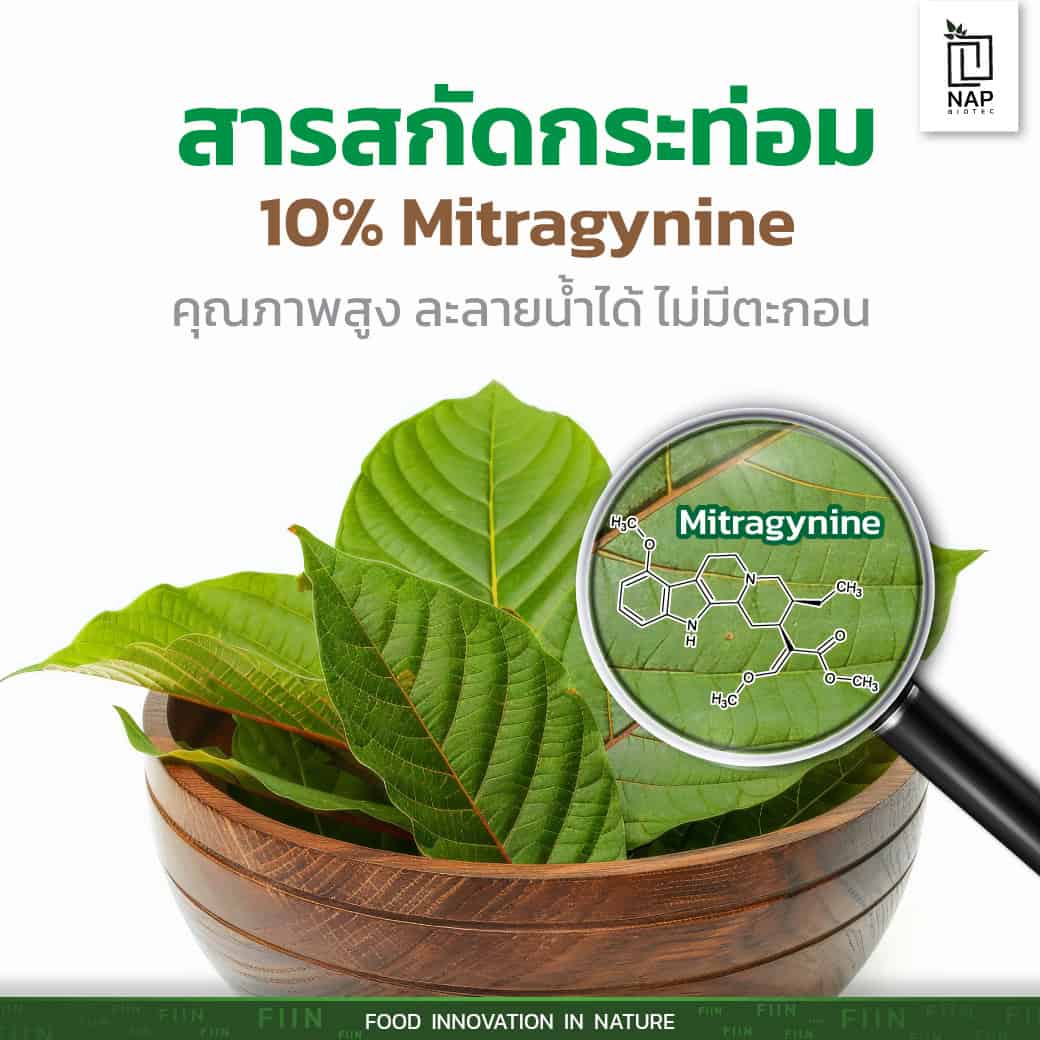 สารสกัดกระท่อม 10% Mitragynine คุณภาพสูง ละลายน้ำได้ ไม่มีตะกอน จาก NAP ...